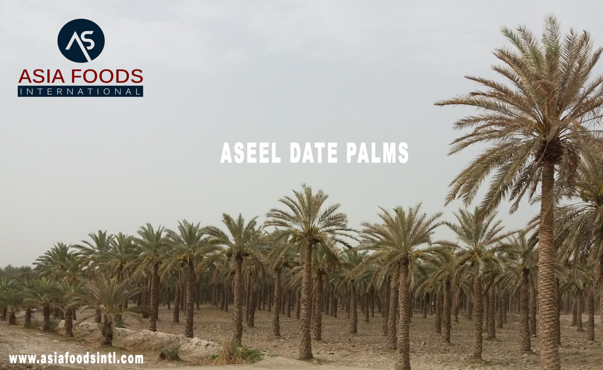 Which City of Pakistan is famous for Dates Production - Asia Foods ...
